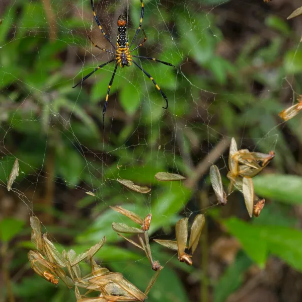 Que Significa soñar con insectos